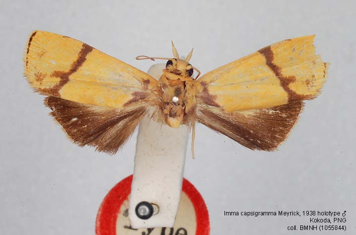 Papua Insects Foundation (Lepidoptera/Immidae)